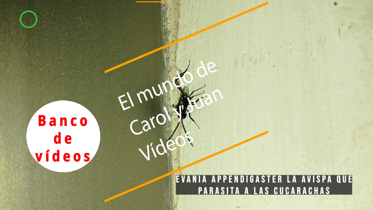 🟣Evania appendigaster la avispa que parasita a las cucarachas