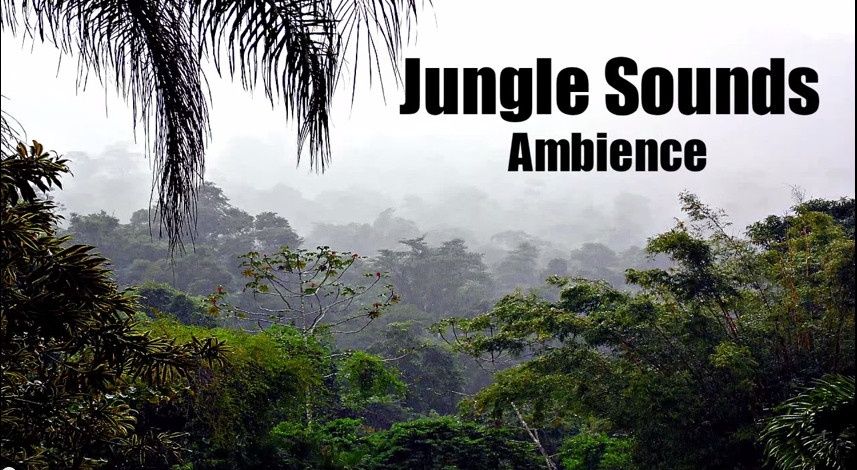 Ambience Hub - Jungle Sounds