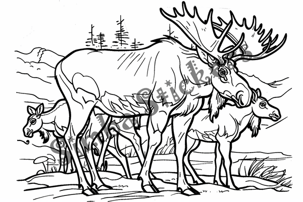 Colouring pages, Bundle of cute moose family, 25 image