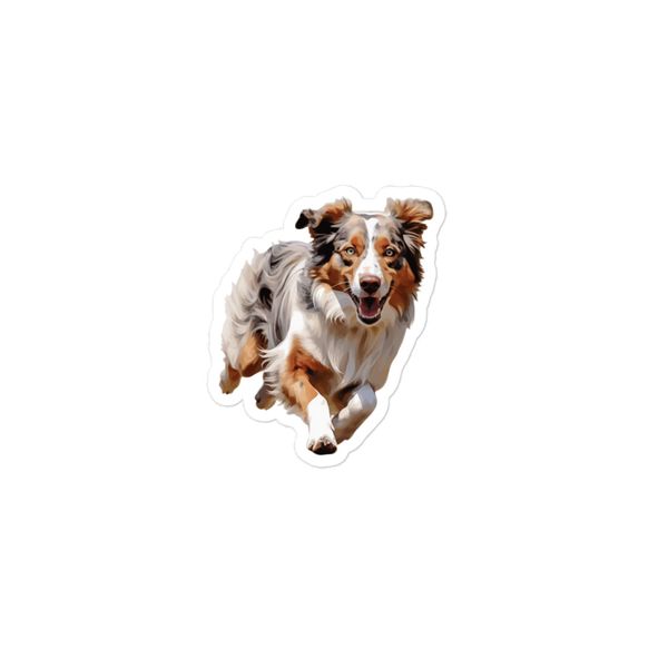Sticker 3x3, Dog barking, Australian Shepherd dog runn