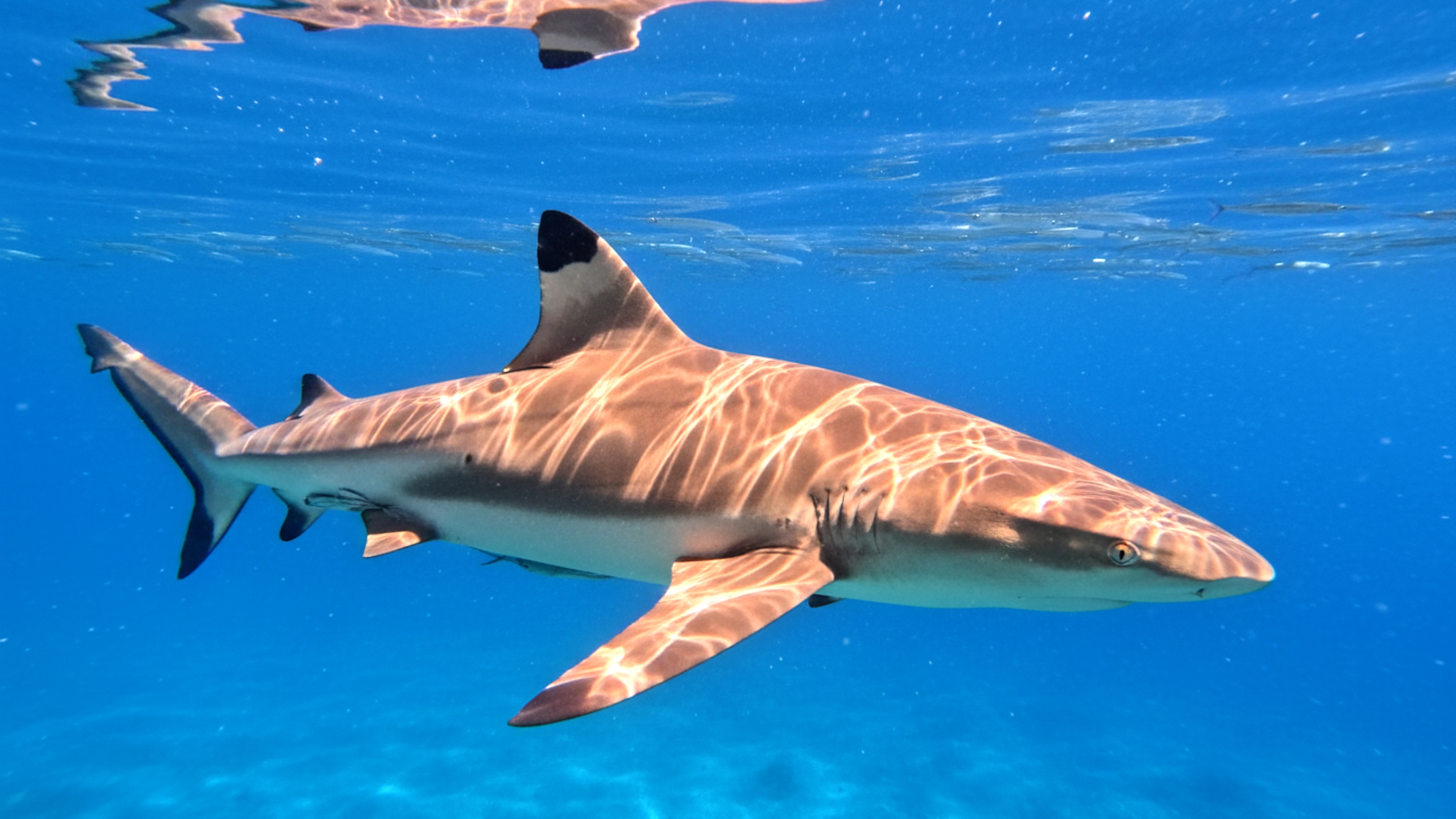 Blacktip Reef Shark Underwater Stock Footage | 4K & HD