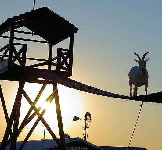 TROLLED BY THE GRUFFS short play script for kids with 5 characters