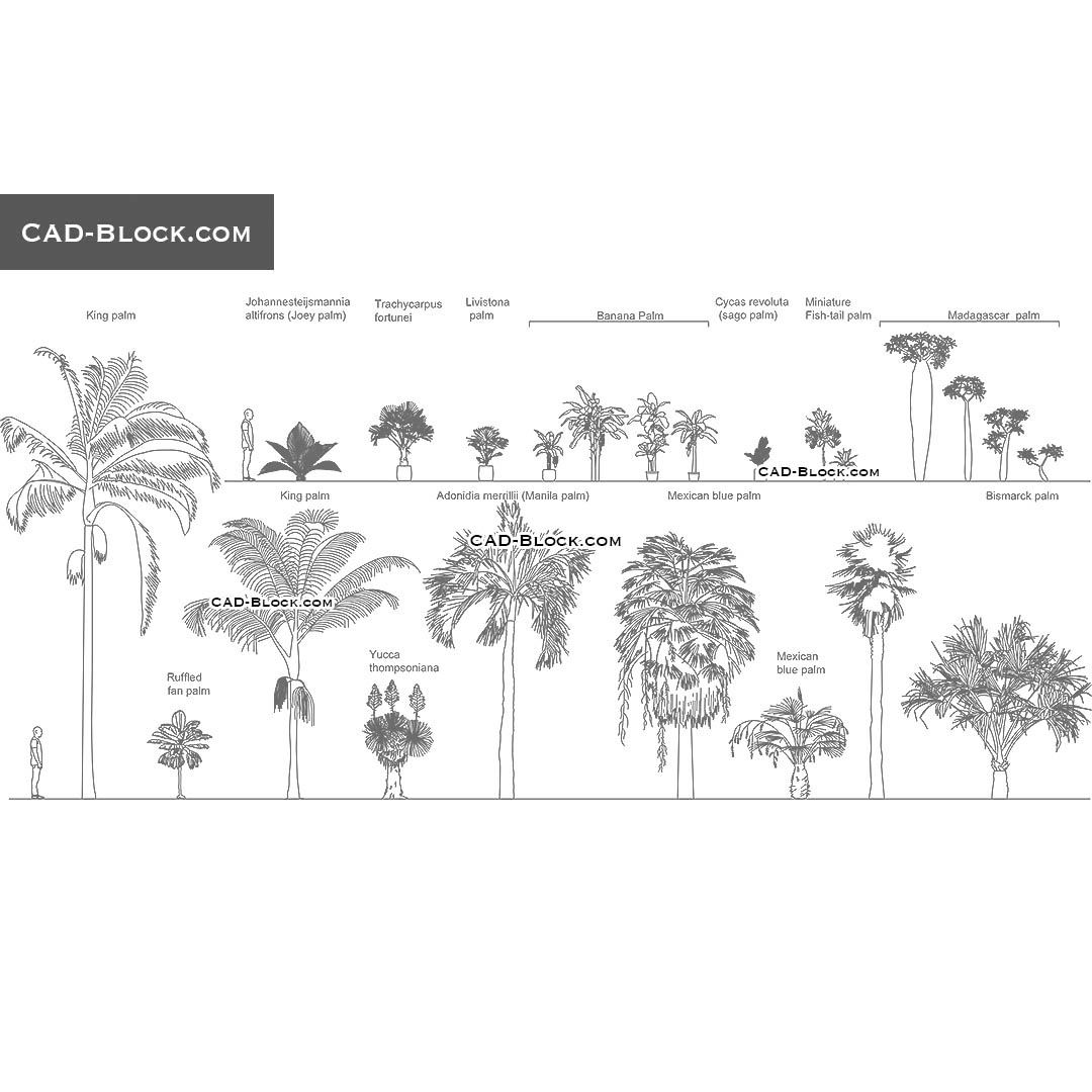 Various Trees And Palm Trees Plants Top View Plan 2d Dwg Palms Plant