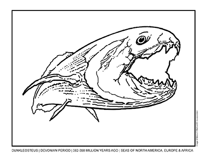 dunkleosteus drawing