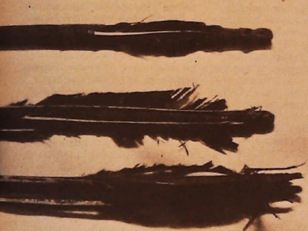 “Smithsonian Called In To Identify Indian Artifacts