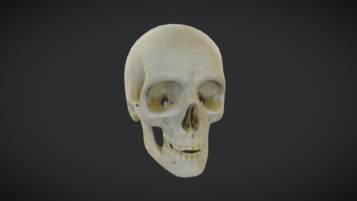 Human Skull - Low Poly PBR 3D Model with 4K Textures