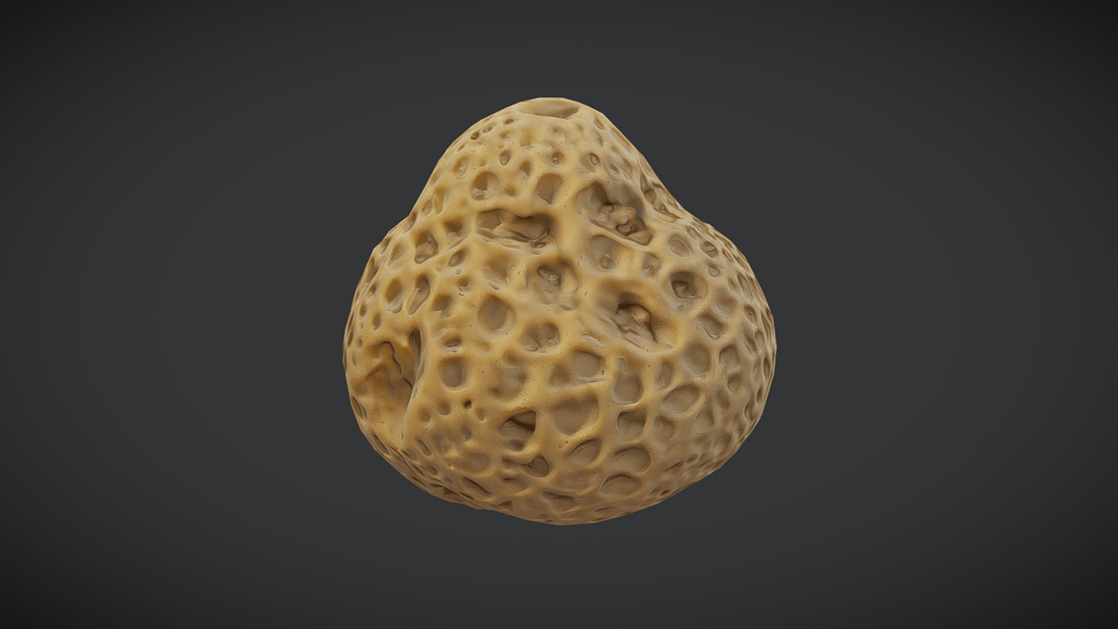 Sea Sponge - Low Poly PBR 3D Model with 4K Textures