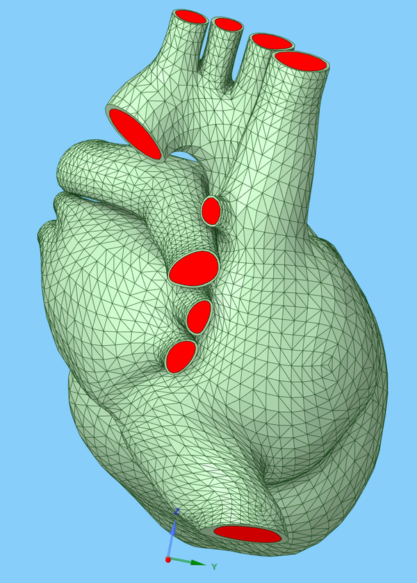 Finally, proper 3D models of the human heart!