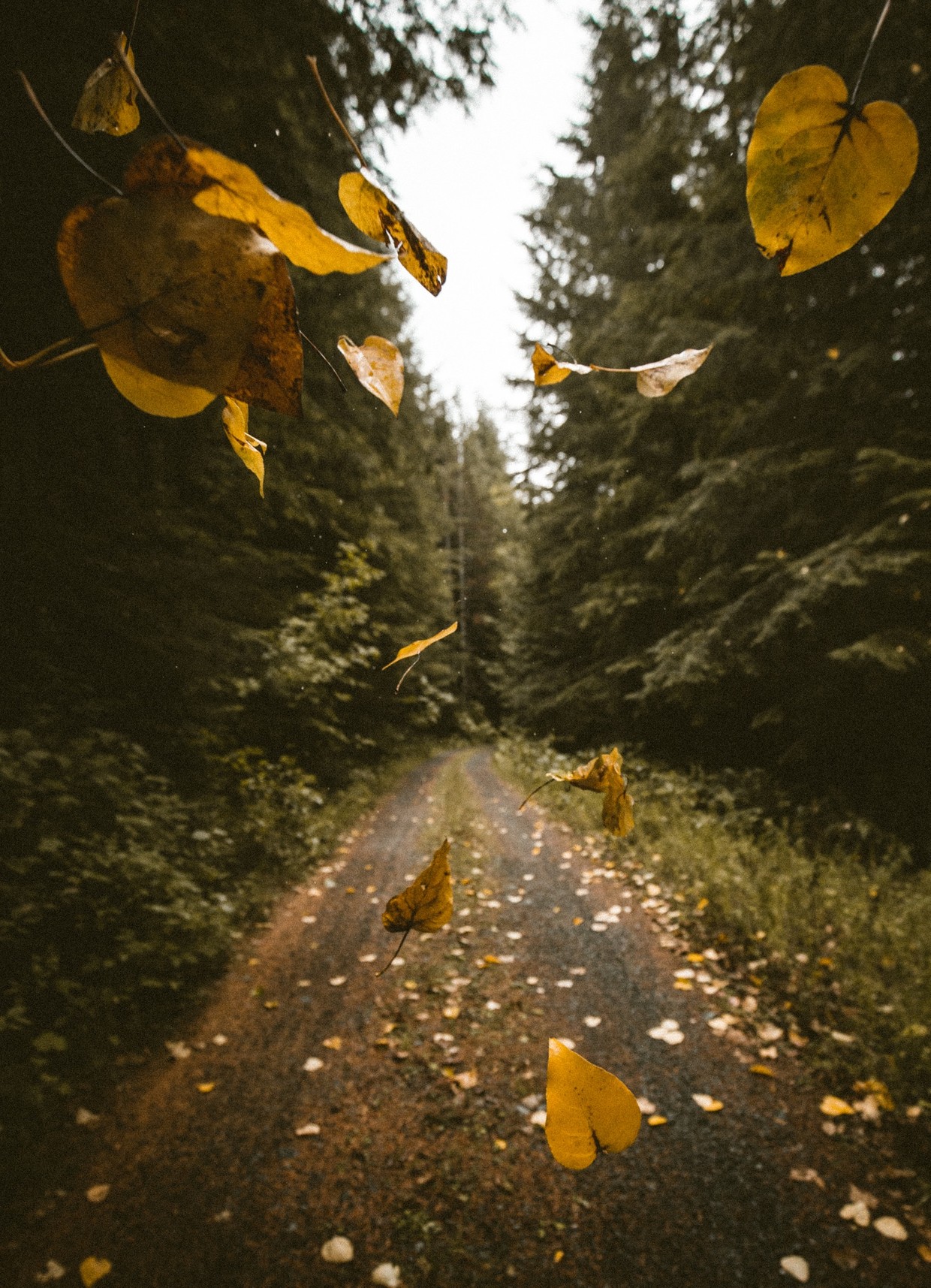 jake guzman lightroom preset master collection